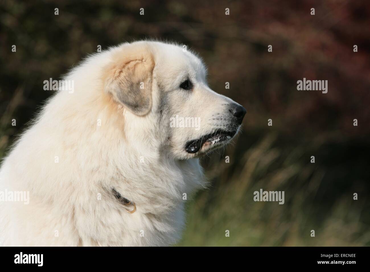 Pyrenean mountain dogs hi-res stock photography and images - Alamy