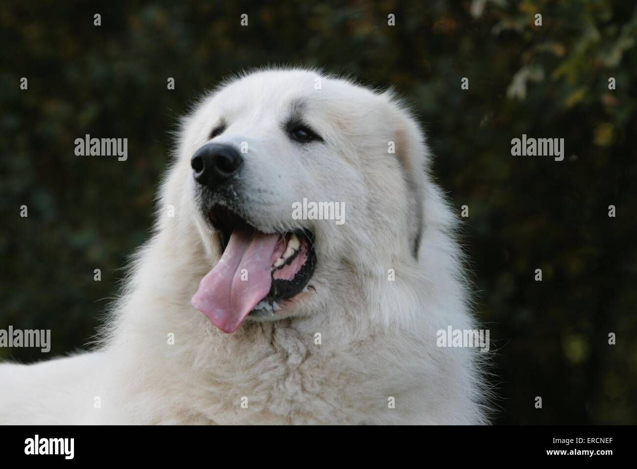 Pyrenean mountain dog Portrait Stock Photo - Alamy