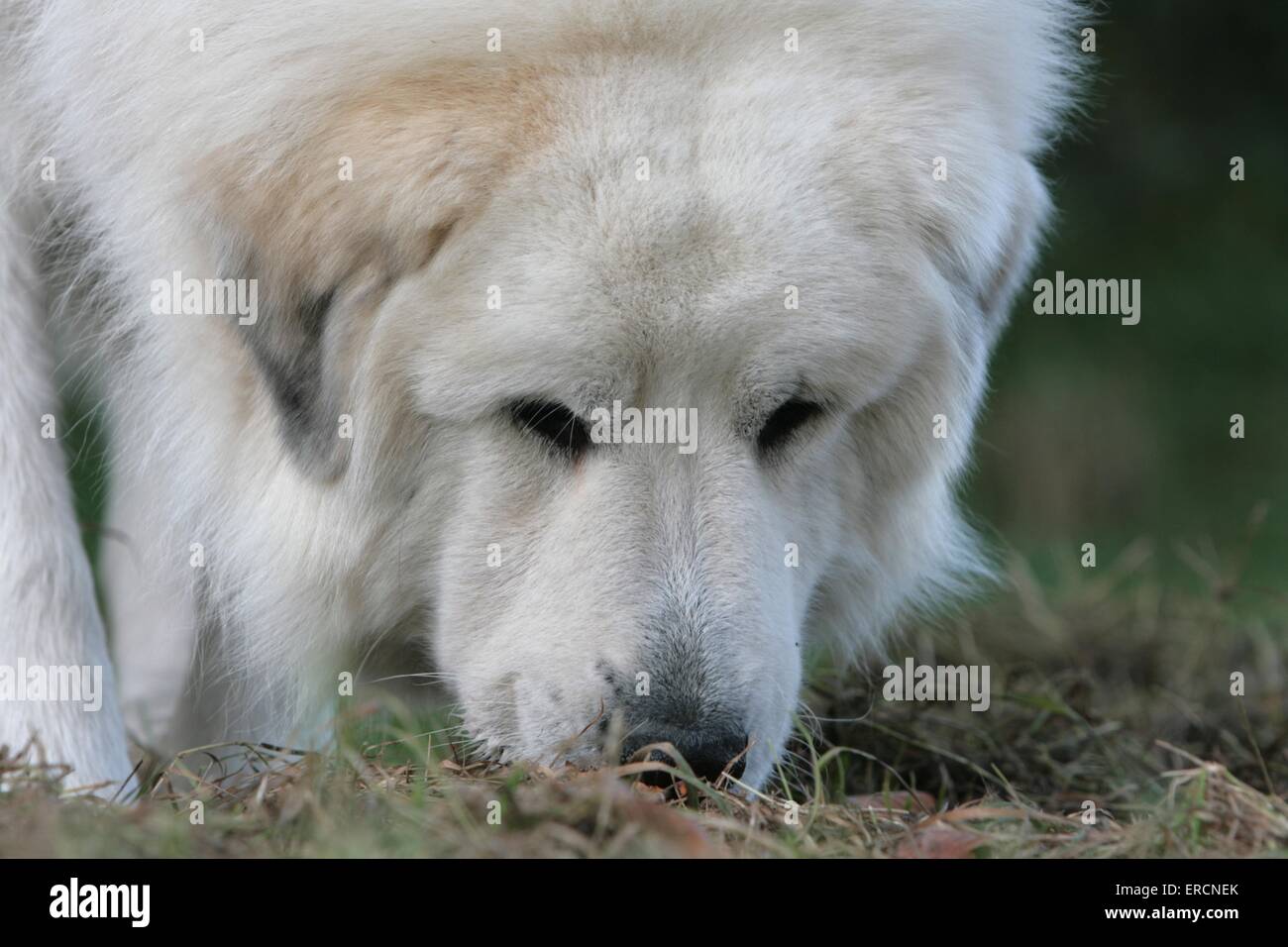 Pyrenean mountain dogs hi-res stock photography and images - Alamy