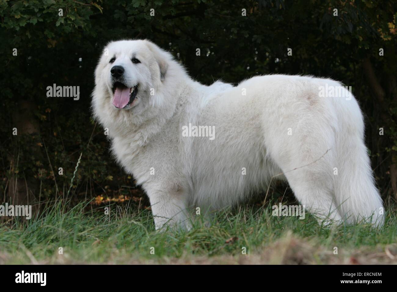Pyrenean mountain dogs hi-res stock photography and images - Alamy