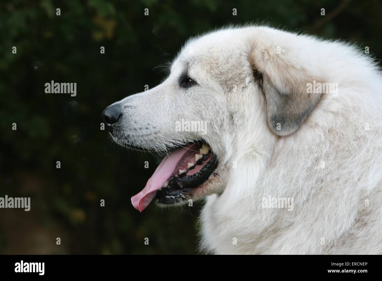 Pyrenean Mountain Dogs High Resolution Stock Photography and Images - Alamy