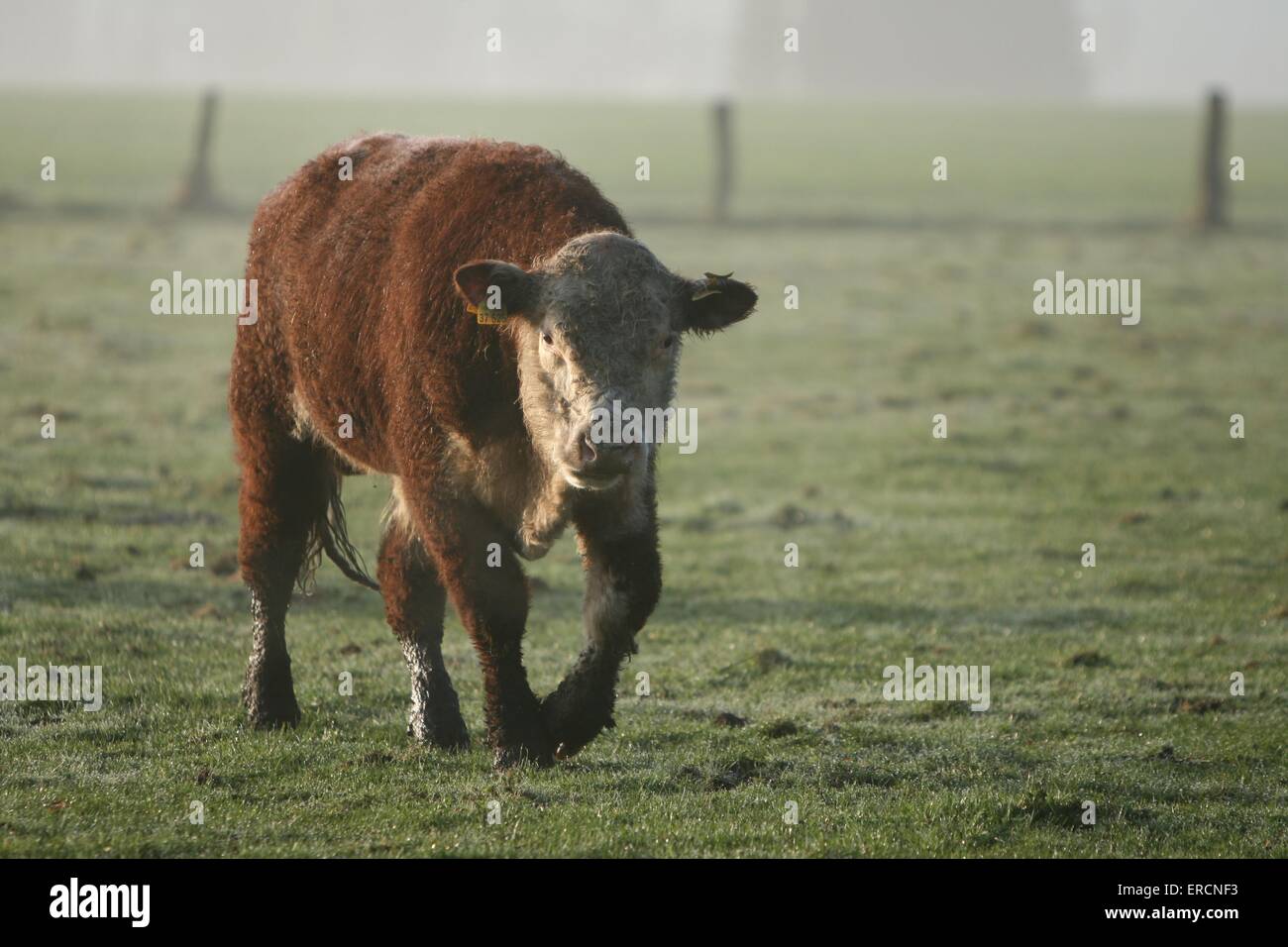 Moving cow hi-res stock photography and images - Alamy