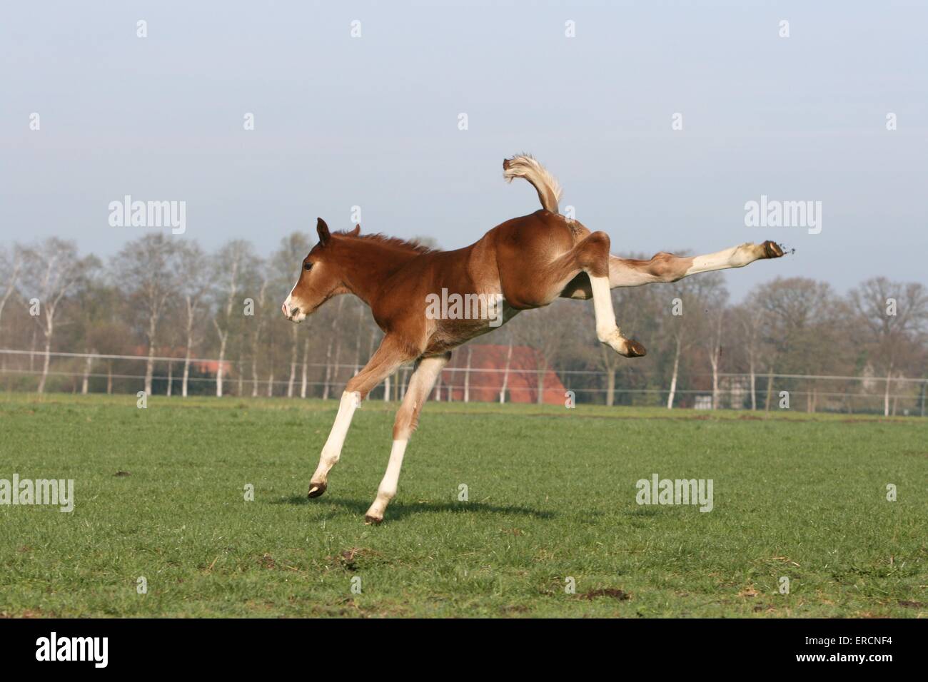 Horse kicks hi-res stock photography and images - Alamy