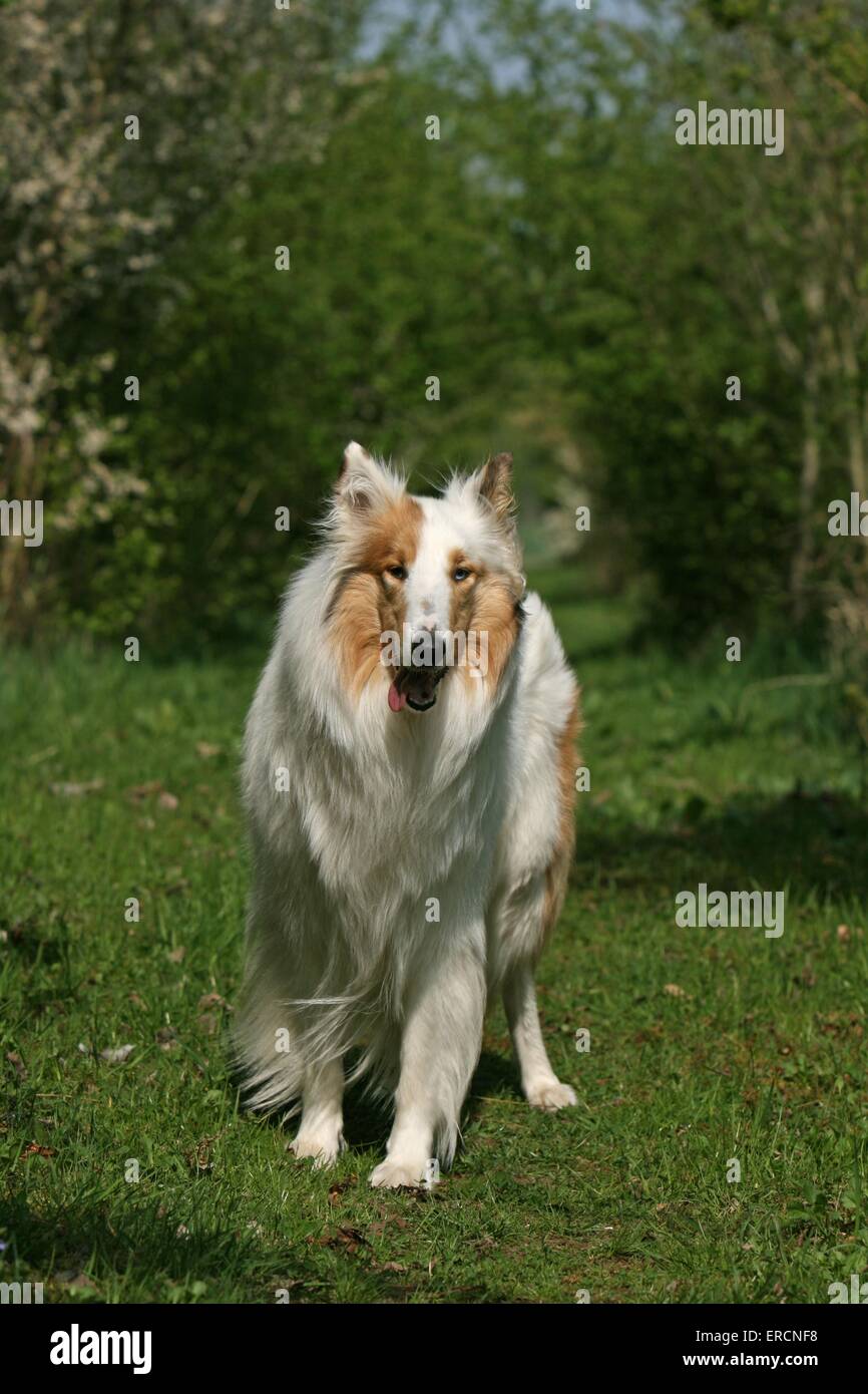 American Collie High Resolution Stock Photography and Images - Alamy