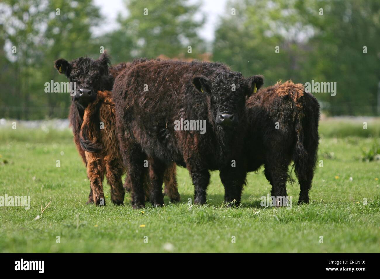 Curly haired cow hi-res stock photography and images - Alamy