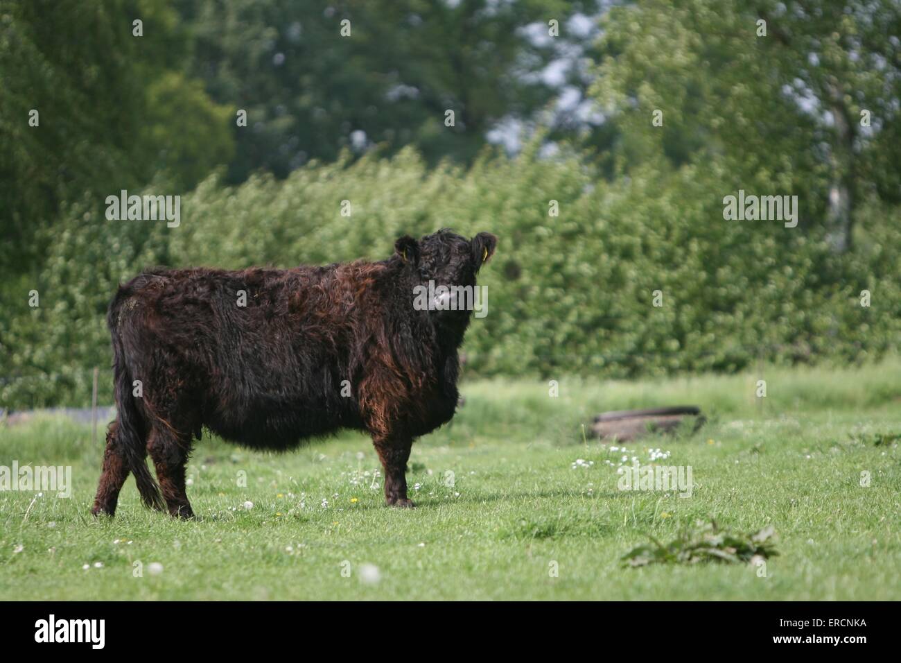 Curly haired cow hi-res stock photography and images - Alamy