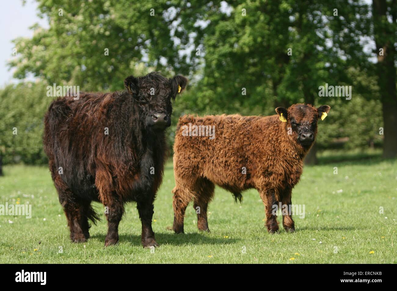 Galloway cow hi-res stock photography and images - Alamy
