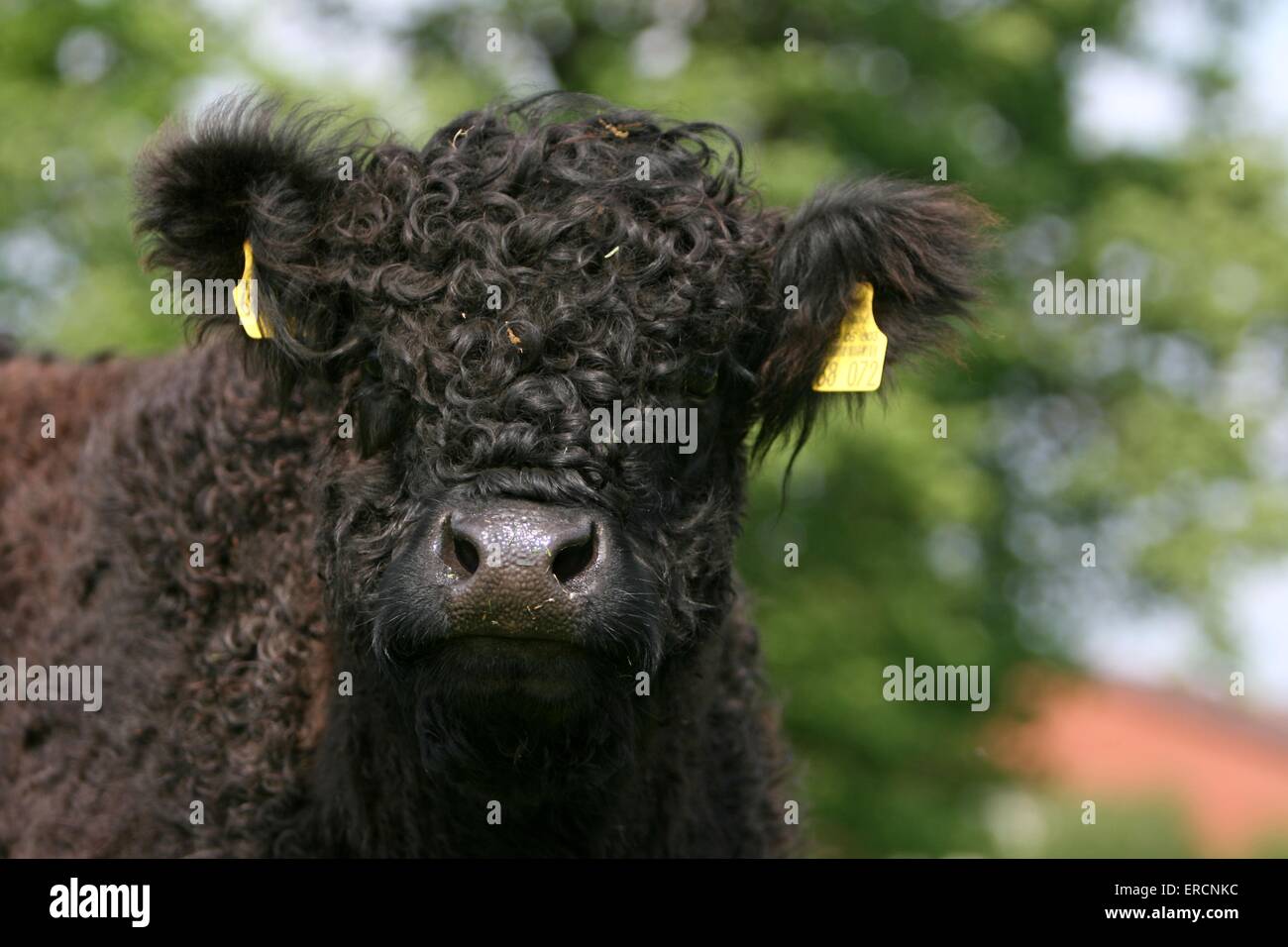Curly haired cow hi-res stock photography and images - Alamy