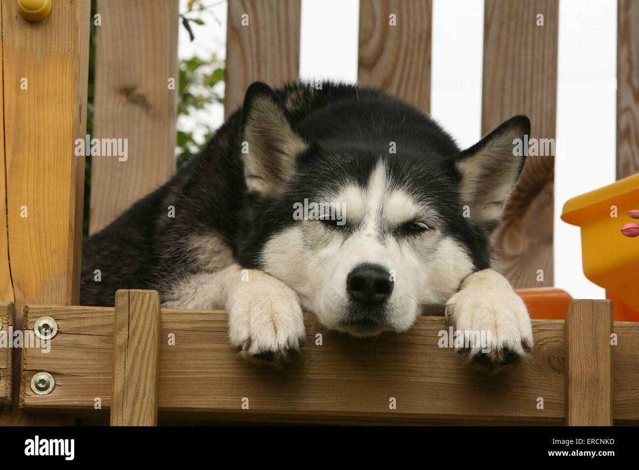 Husky laying down hi-res stock photography and images - Alamy
