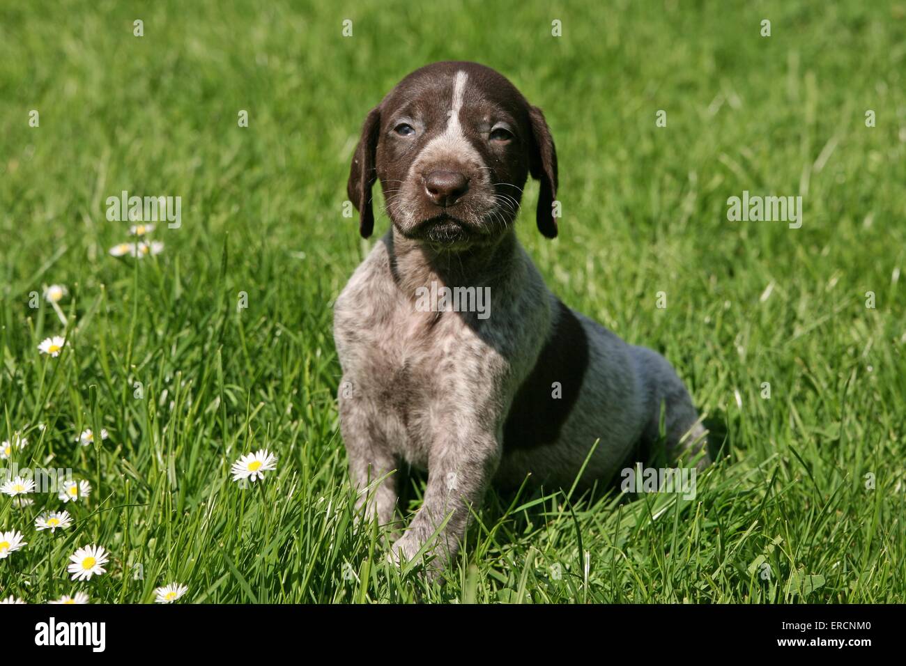 German Shorthaired Pointer Puppy Stock Photo - Alamy