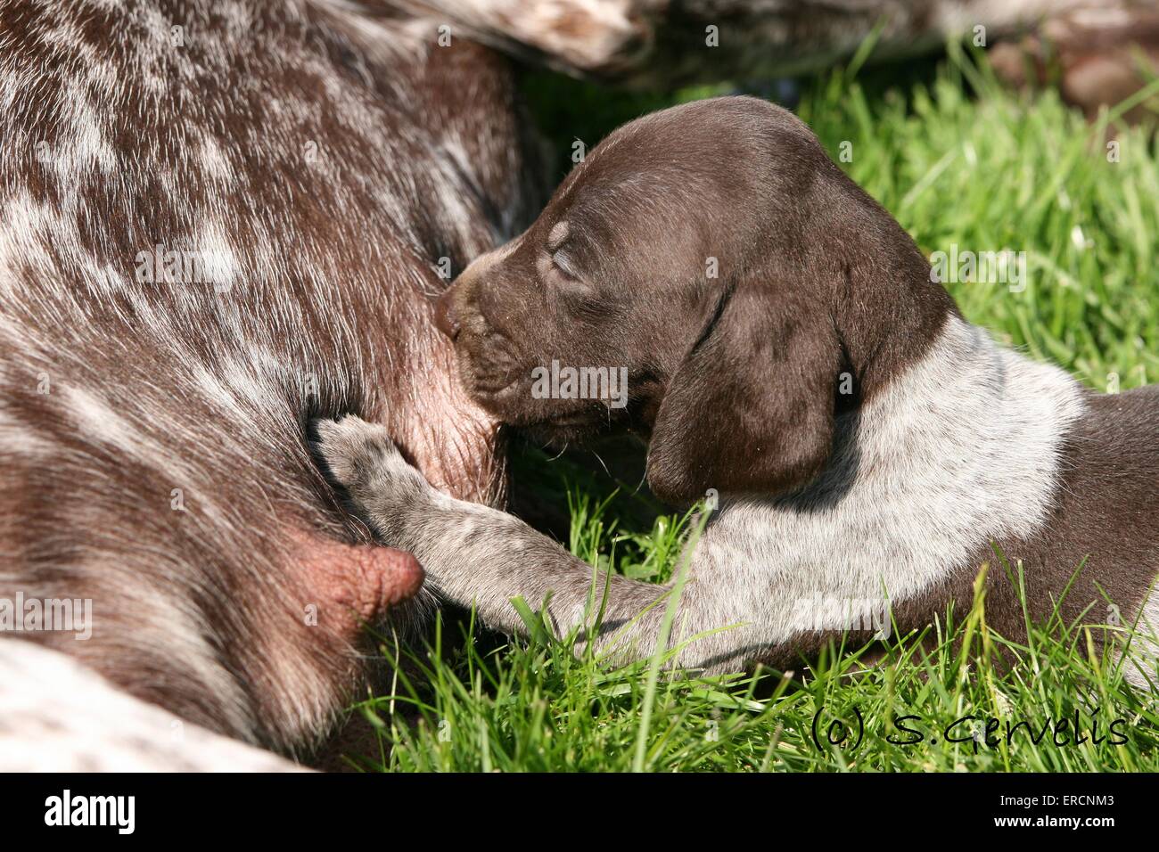 German Shorthaired Pointer Puppy Stock Photo - Alamy