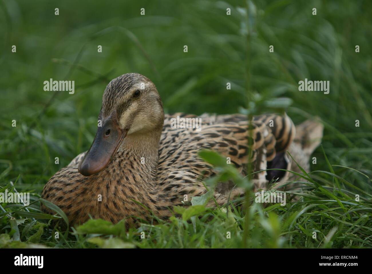 Female indian runner duck hi-res stock photography and images - Alamy