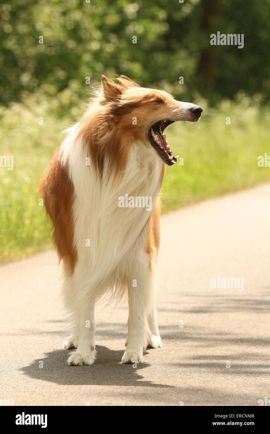 American collie standing hi-res stock photography and images - Alamy