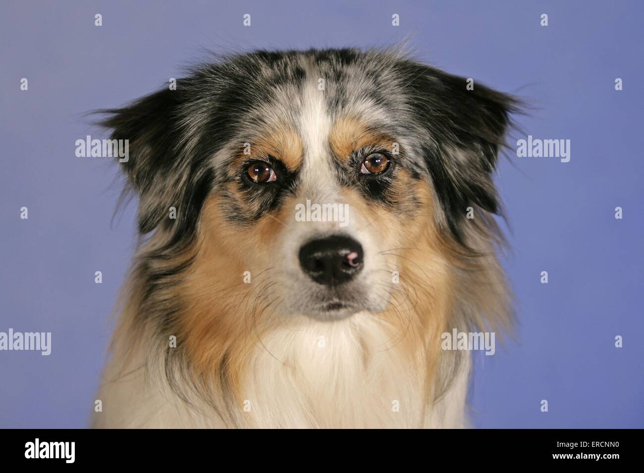 Australian Shepherd Portrait Stock Photo - Alamy