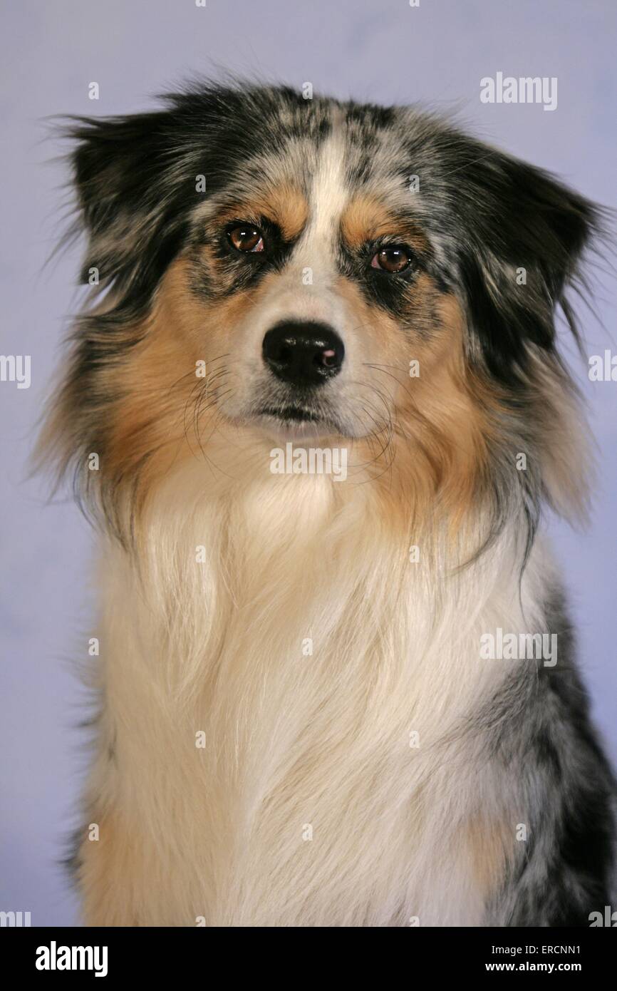 Australian Shepherd Portrait Stock Photo - Alamy