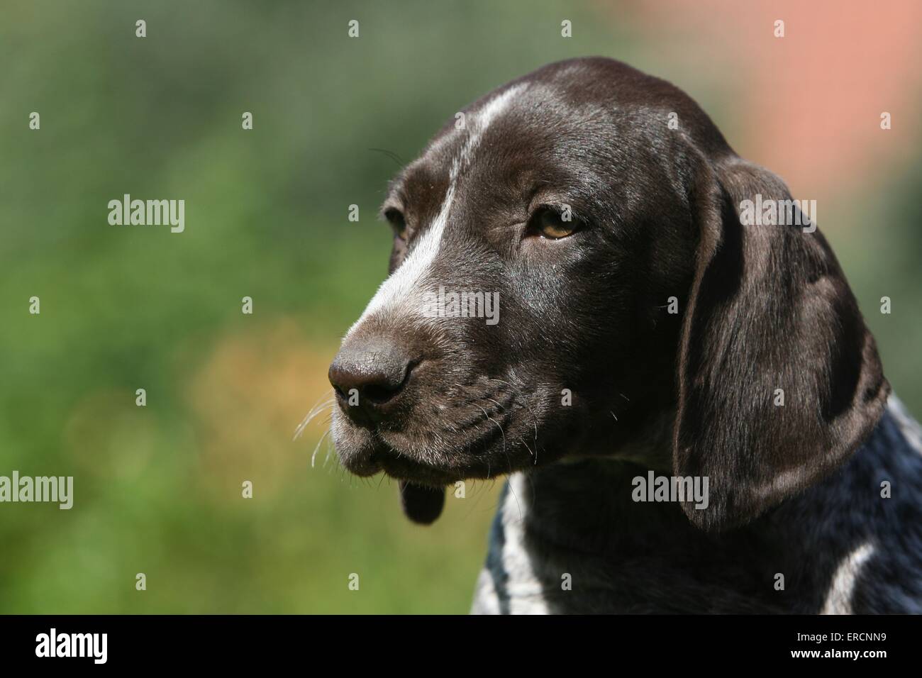 German Shorthaired Pointer Puppy Stock Photo - Alamy