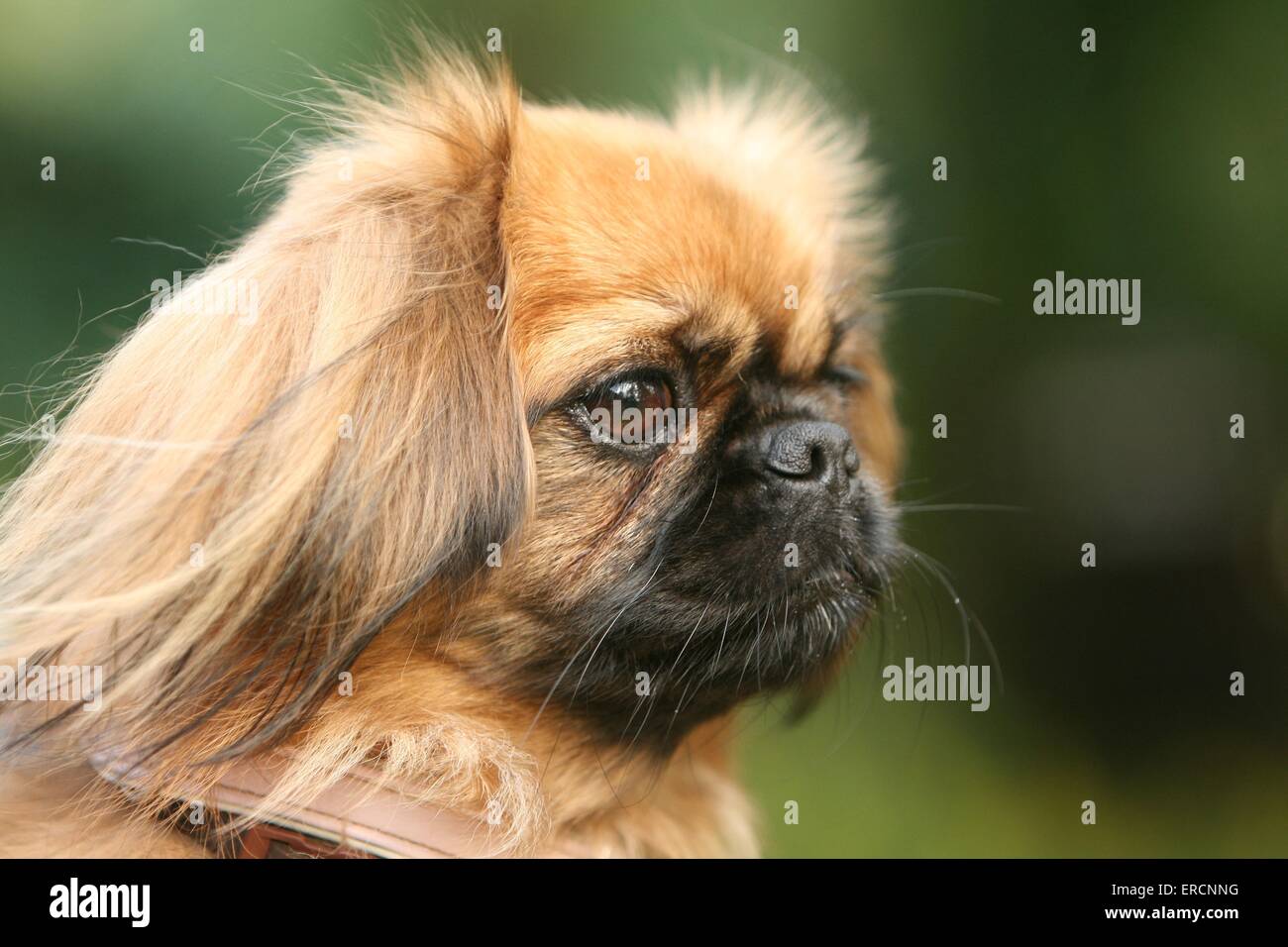 Purebred pekingese hi-res stock photography and images - Alamy