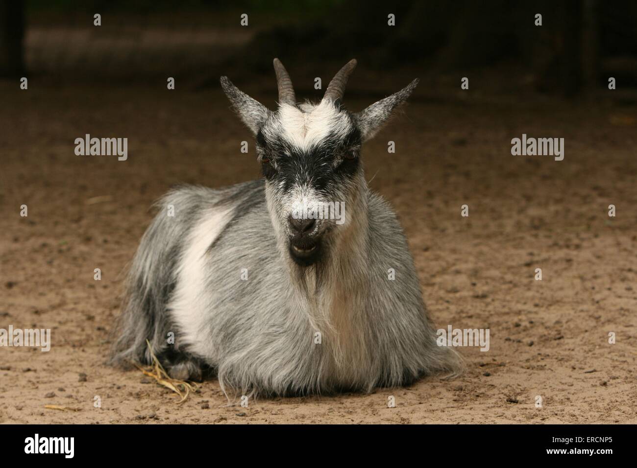 Single lying goats hi-res stock photography and images - Alamy