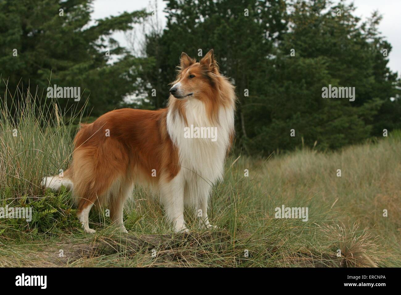 American collie standing hi-res stock photography and images - Alamy