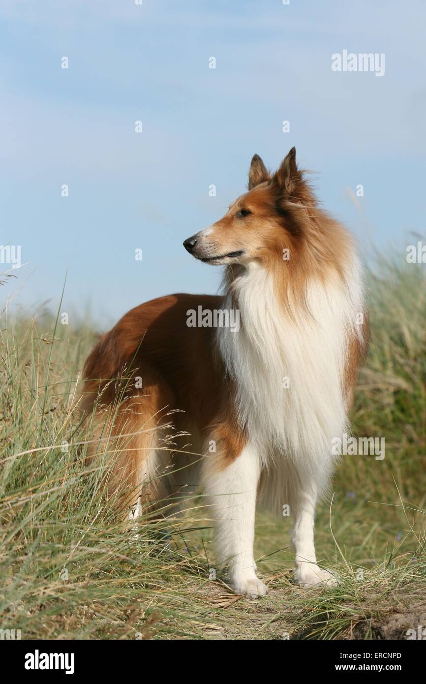 standing American Collie Stock Photo - Alamy