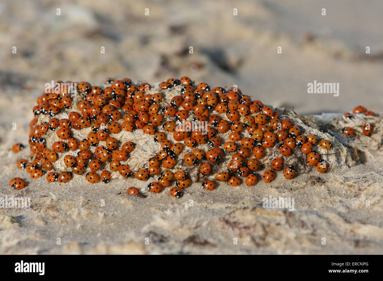 Sand bugs hi-res stock photography and images - Alamy