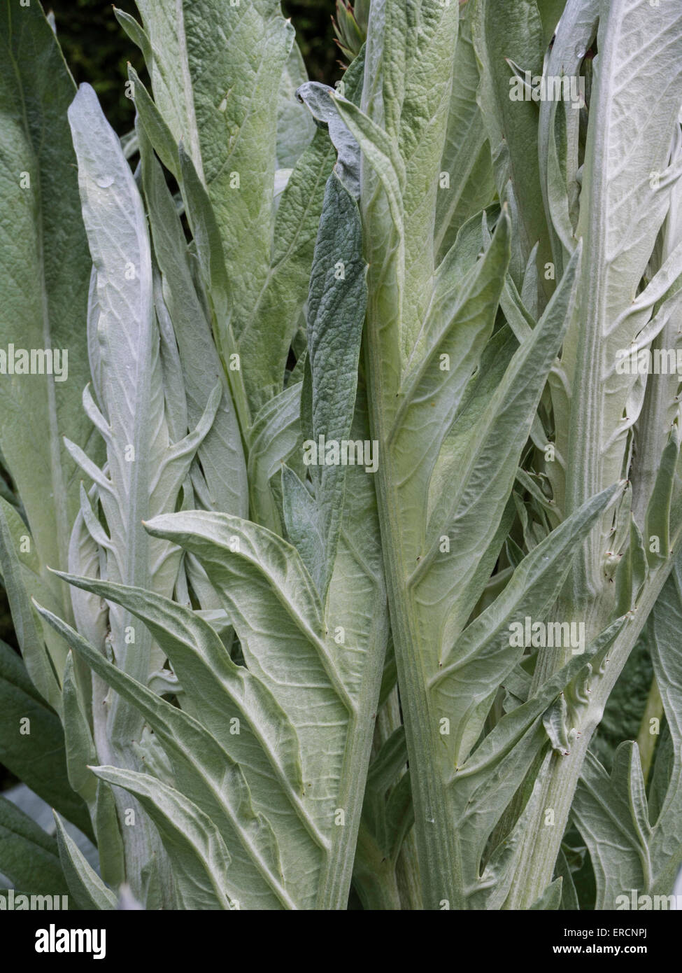 Cardoon High Resolution Stock Photography and Images - Alamy