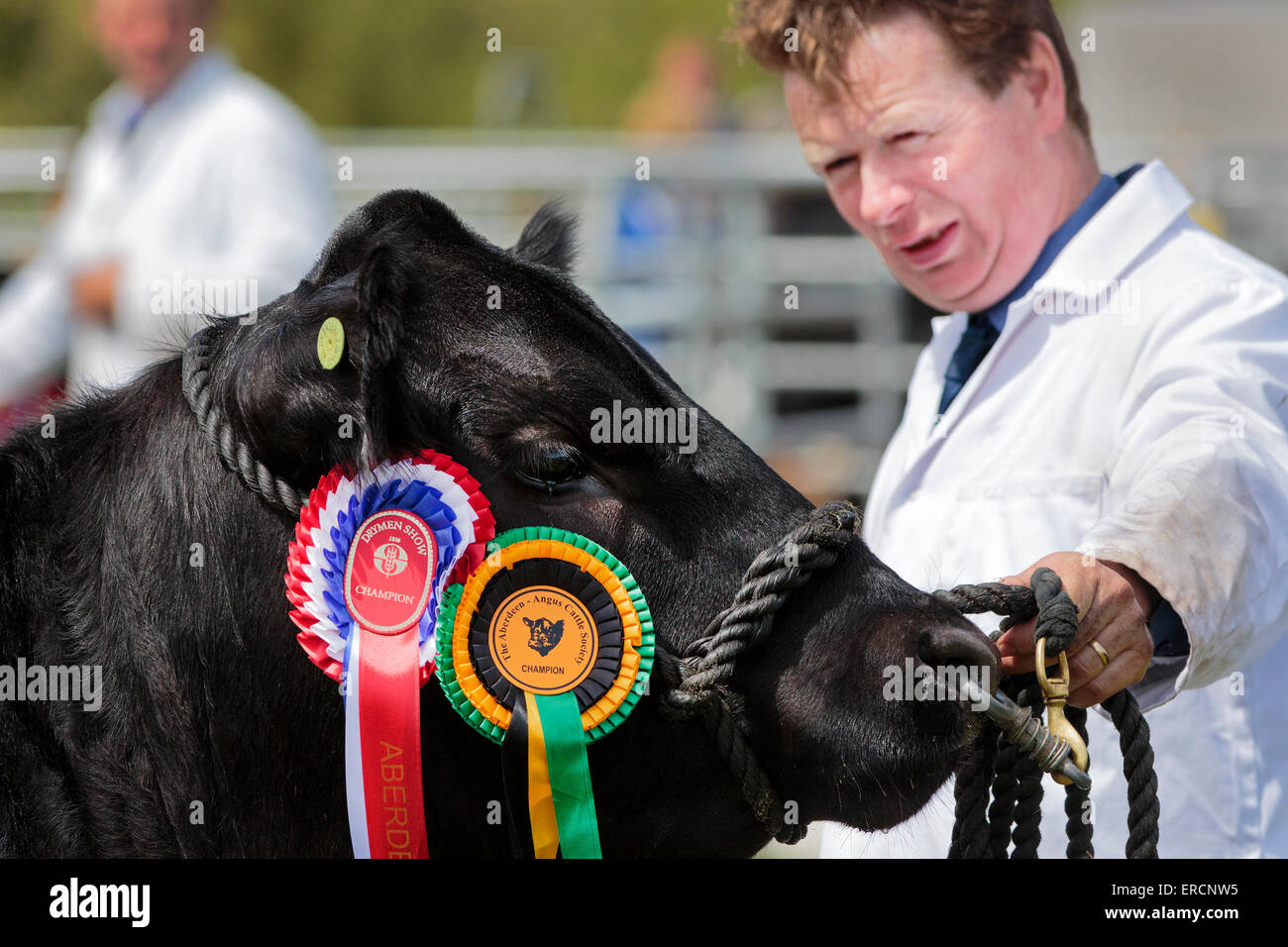 Prize winning bull hi-res stock photography and images - Alamy