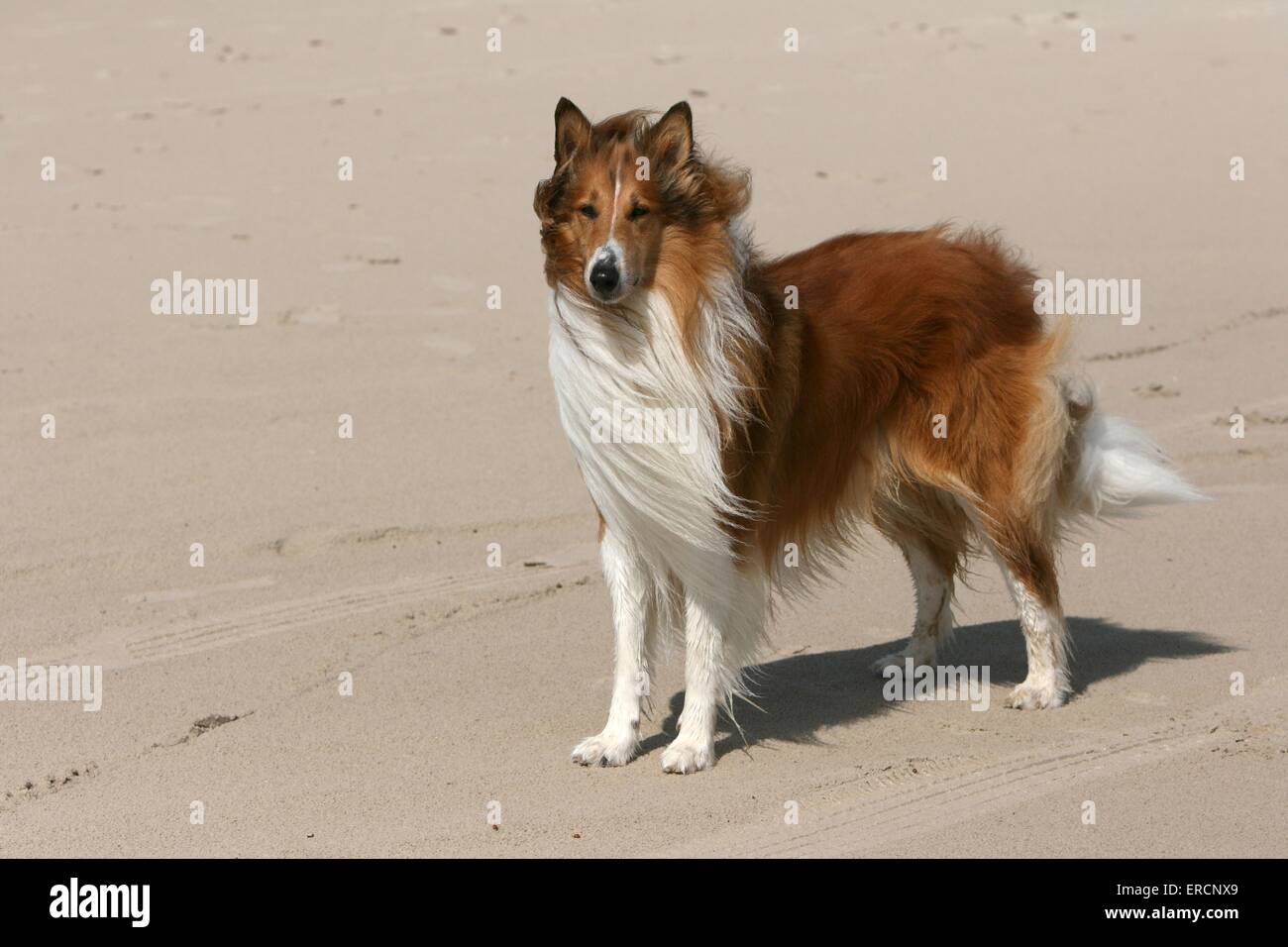 standing American Collie Stock Photo - Alamy