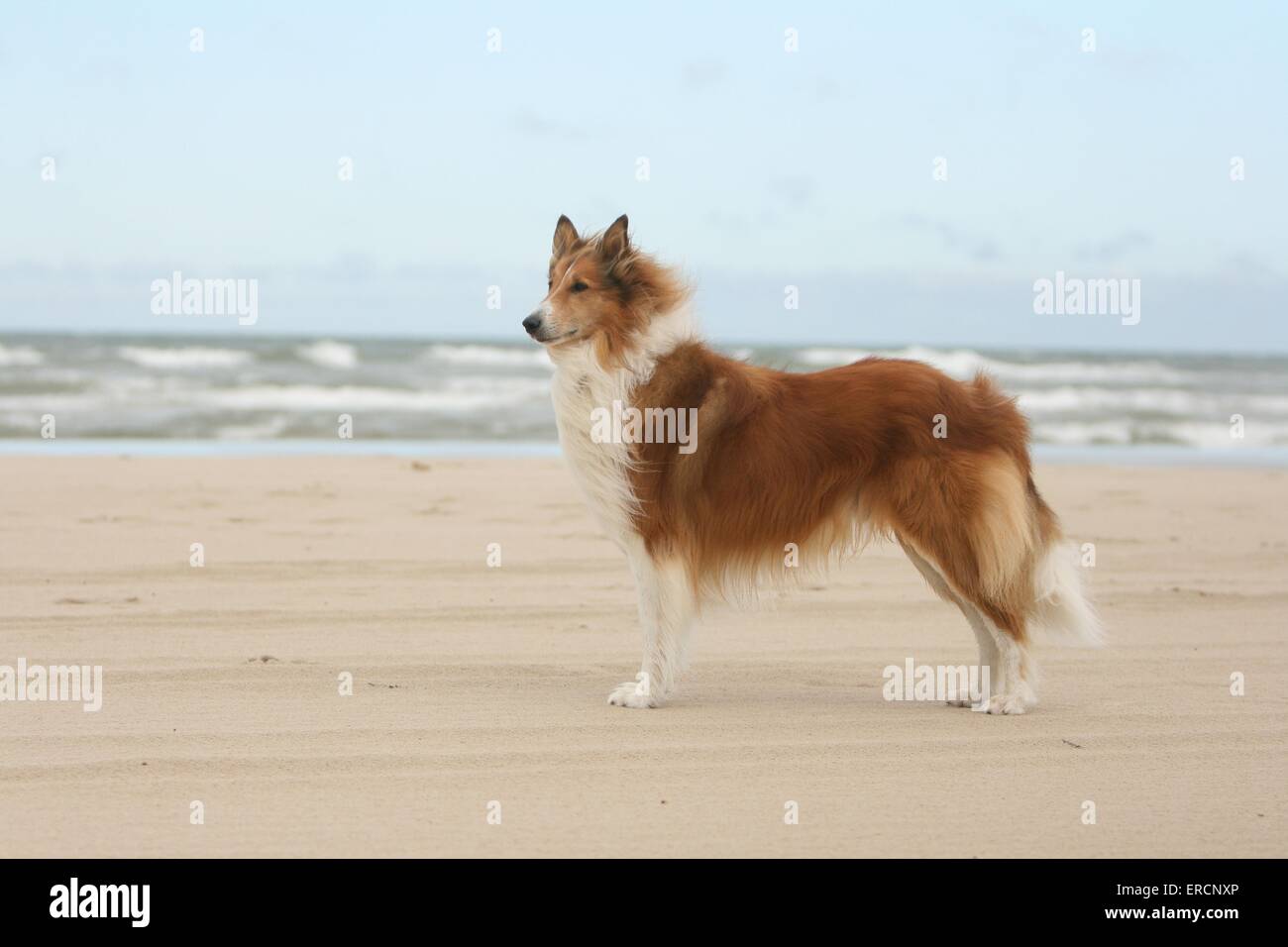 American collie standing hi-res stock photography and images - Alamy