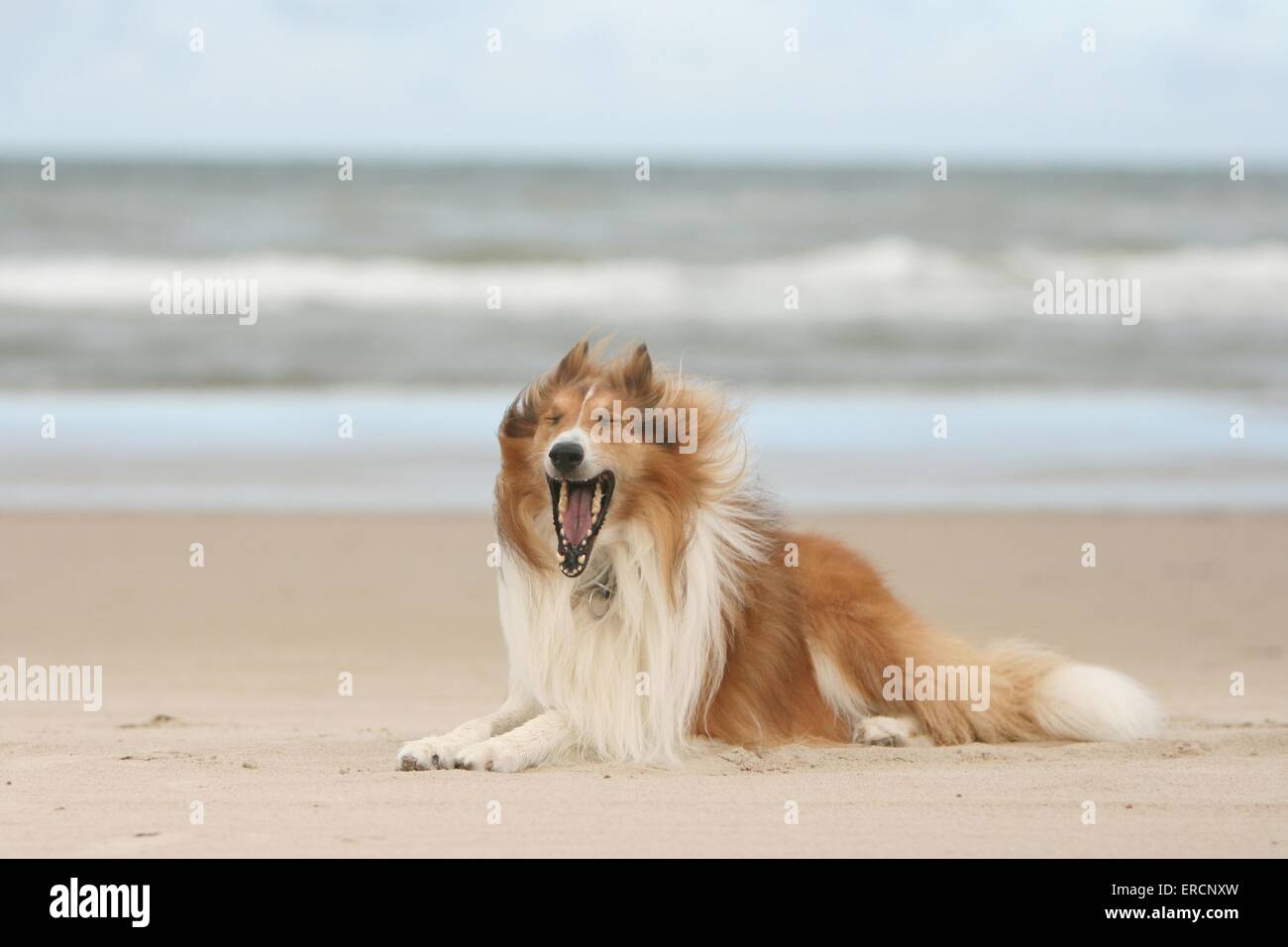 lying American Collie Stock Photo - Alamy
