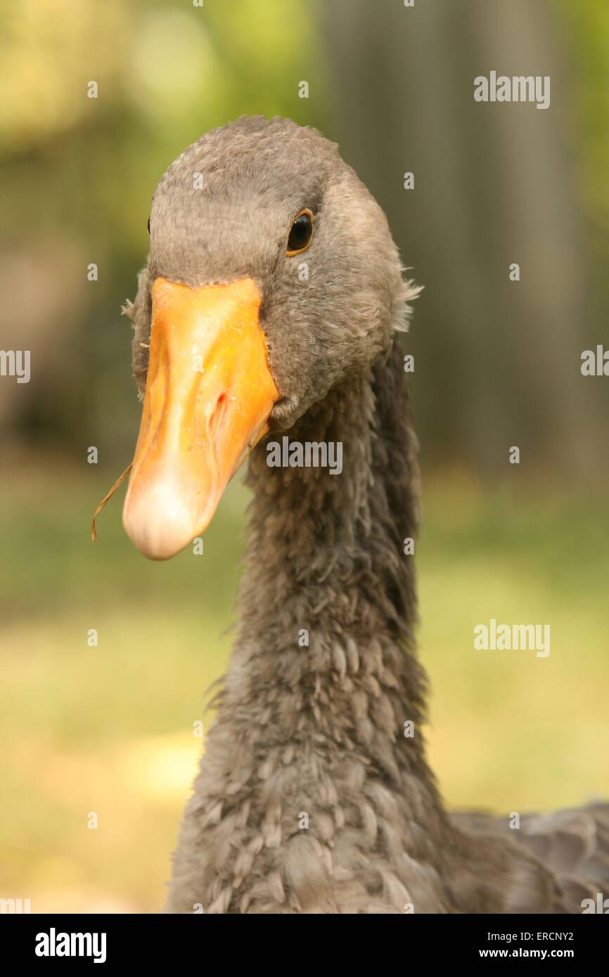 One adult goose hi-res stock photography and images - Alamy