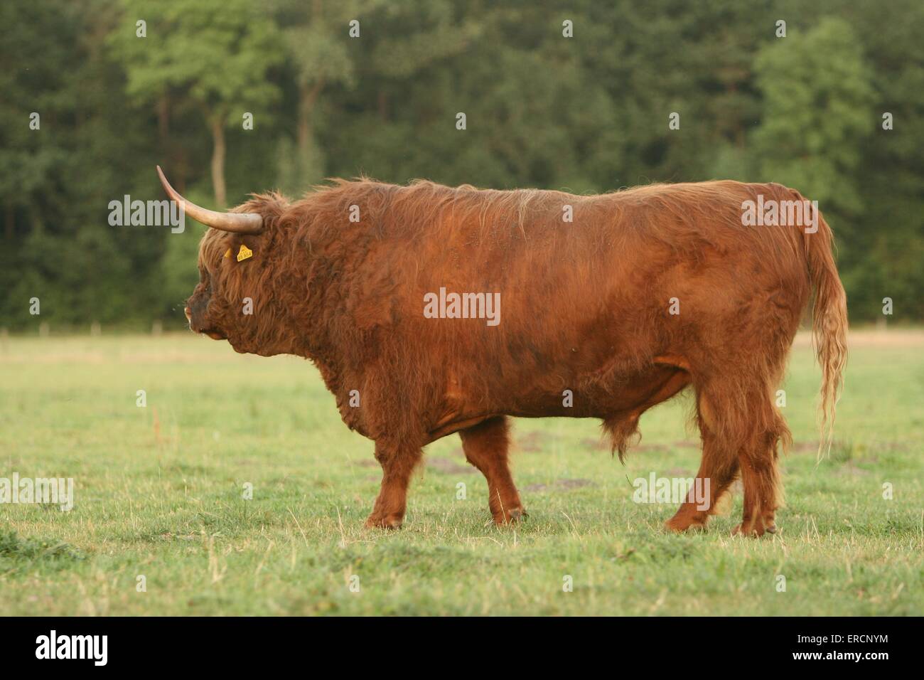 Side view of highland cow hi-res stock photography and images - Alamy