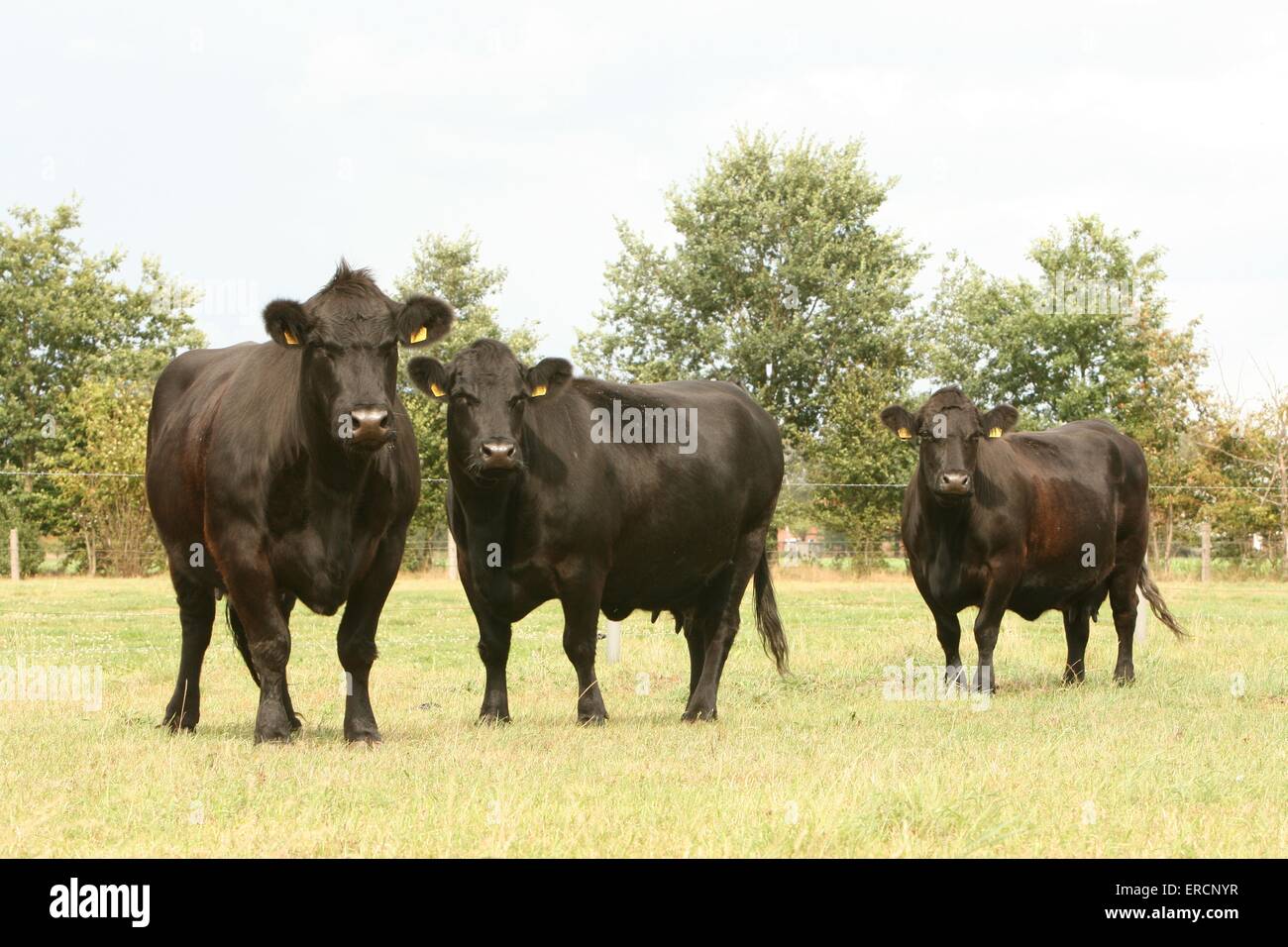 Welsh cows hi-res stock photography and images - Alamy