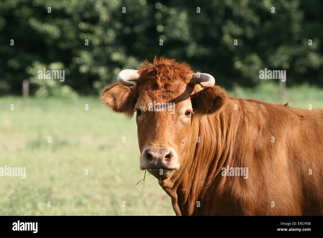 Limousin domestic cattle hi-res stock photography and images - Alamy