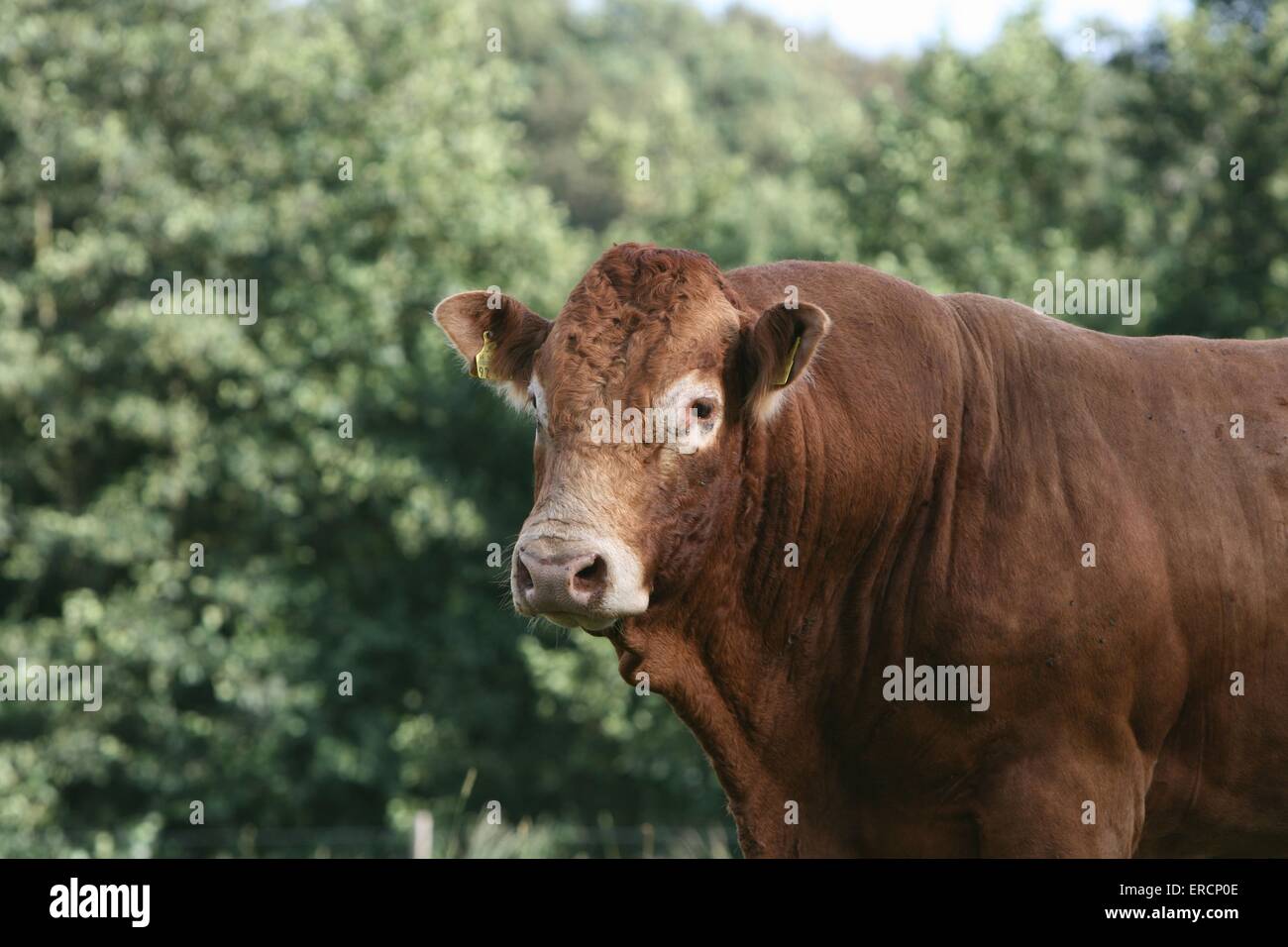Limousin bulls hi-res stock photography and images - Alamy