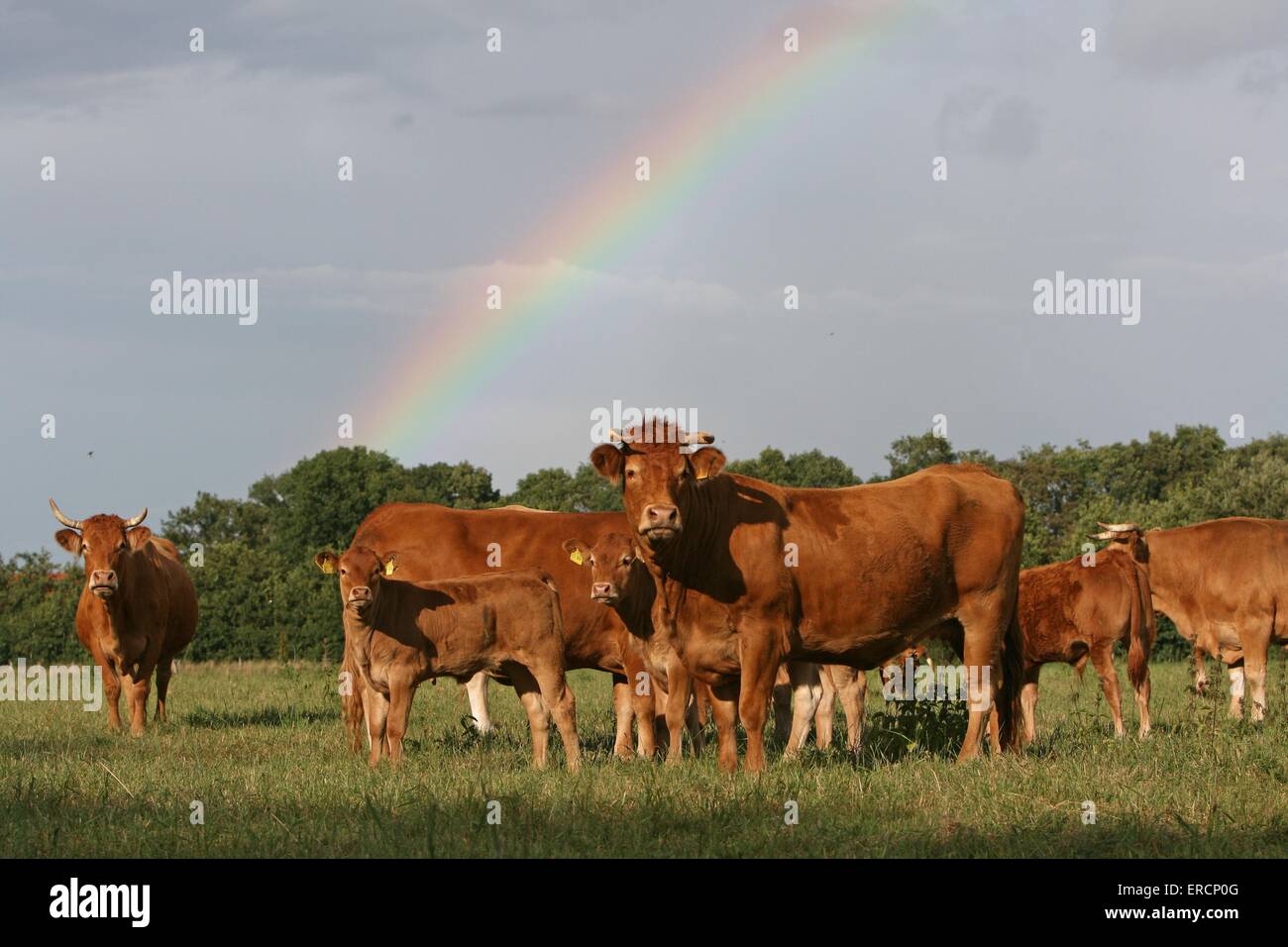 Adult limousin cow hi-res stock photography and images - Alamy