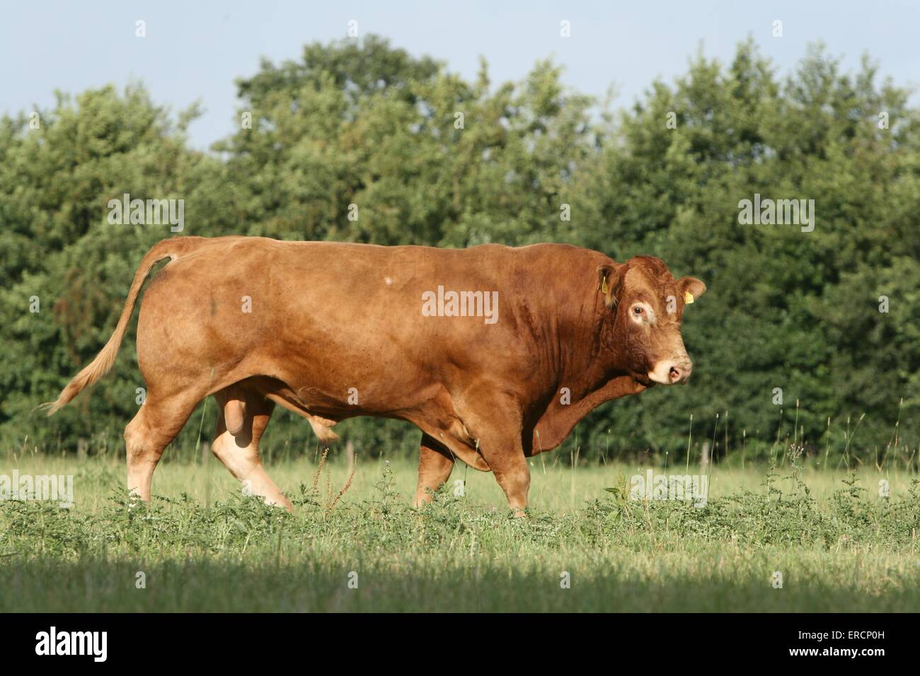 Limousin bulls hi-res stock photography and images - Alamy