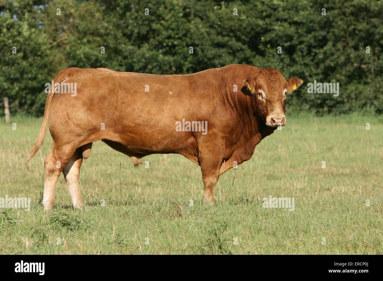 Limousin Bulls Stock Photos & Limousin Bulls Stock Images - Alamy