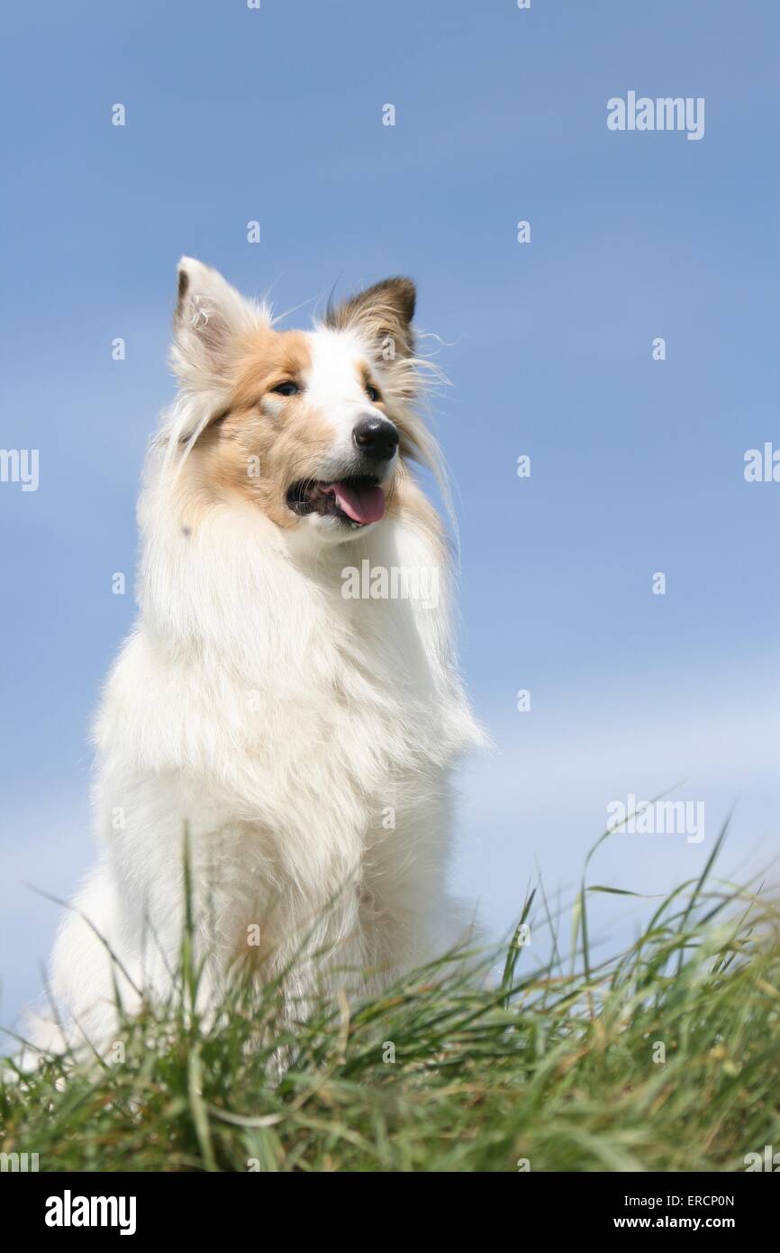sitting American Collie Stock Photo - Alamy
