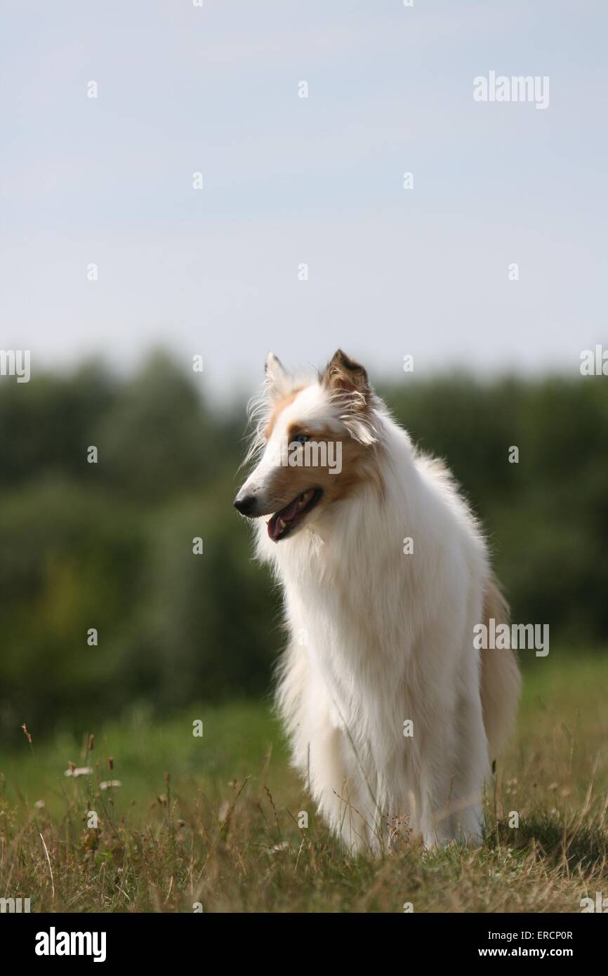 sitting American Collie Stock Photo - Alamy