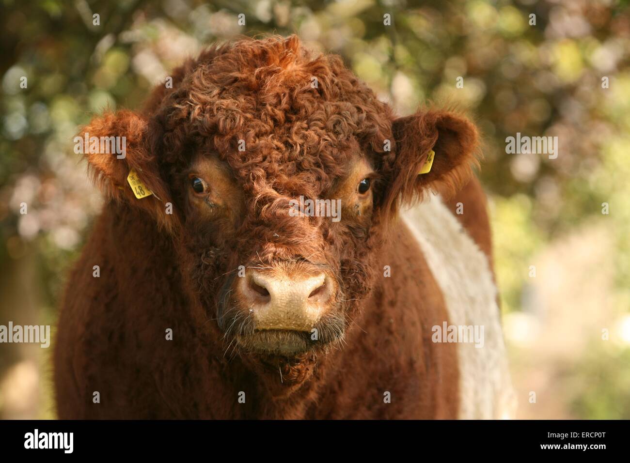 Curly haired cow hi-res stock photography and images - Alamy