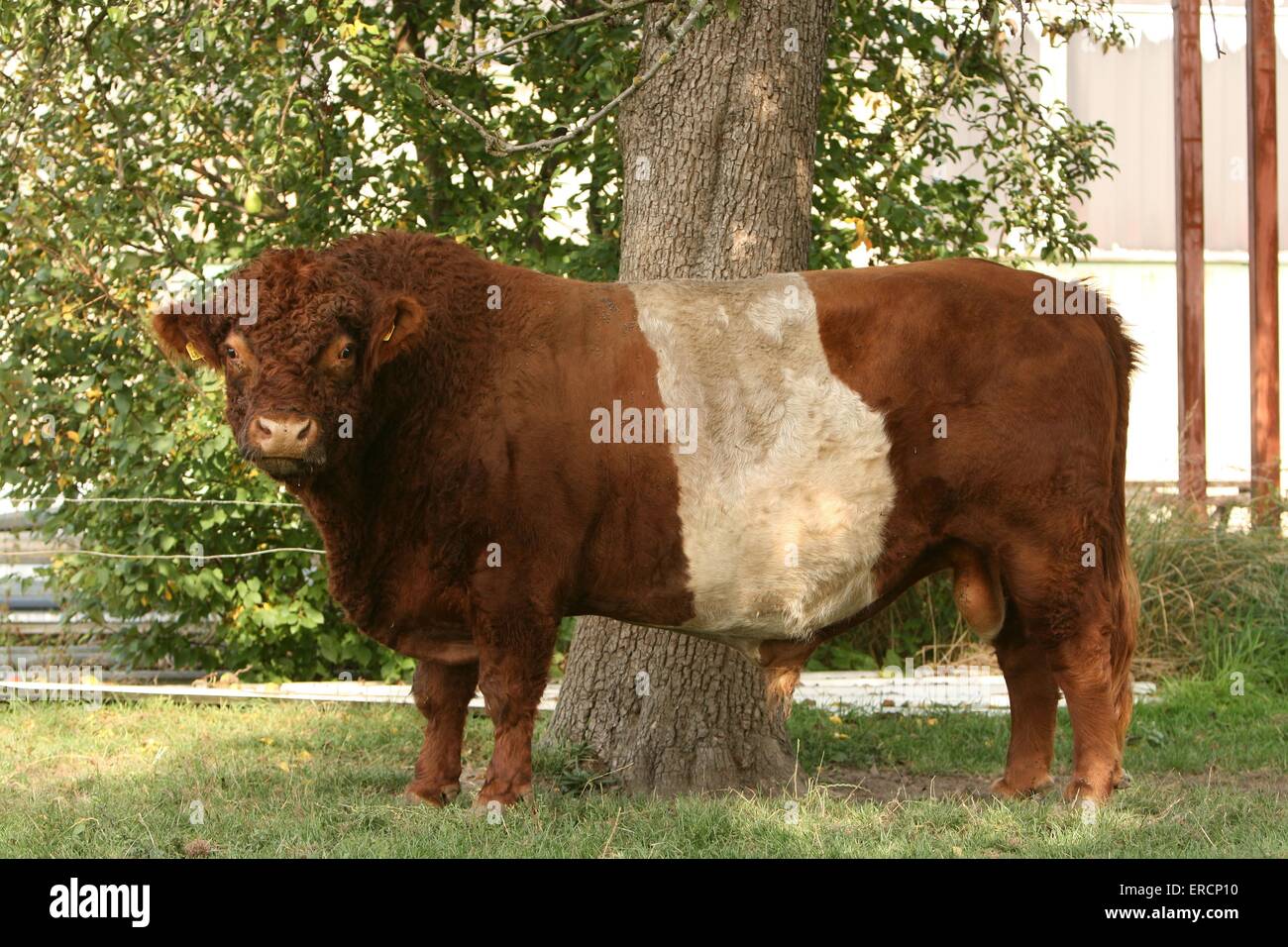 Belted galloway hi-res stock photography and images - Alamy