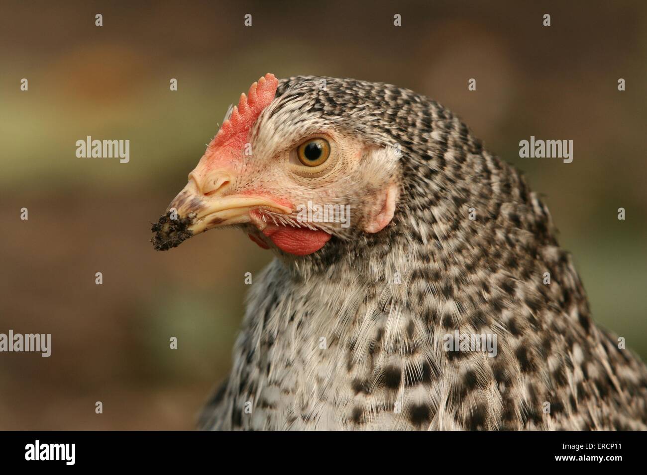 Chickens female bird animals hi-res stock photography and images - Alamy