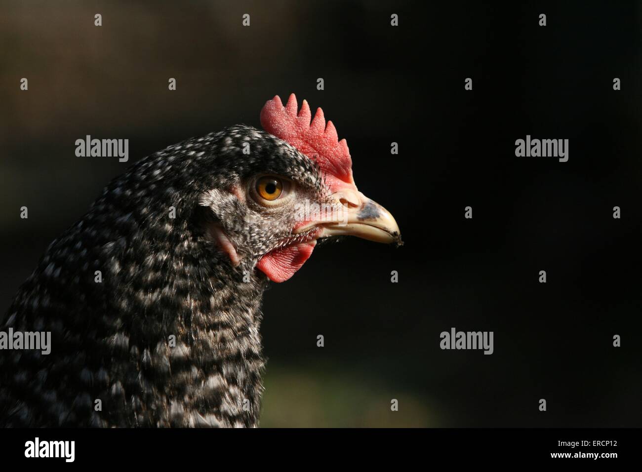 Chickens female bird animals hi-res stock photography and images - Alamy