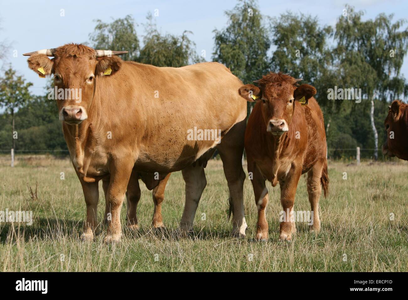 Young cattles hi-res stock photography and images - Alamy