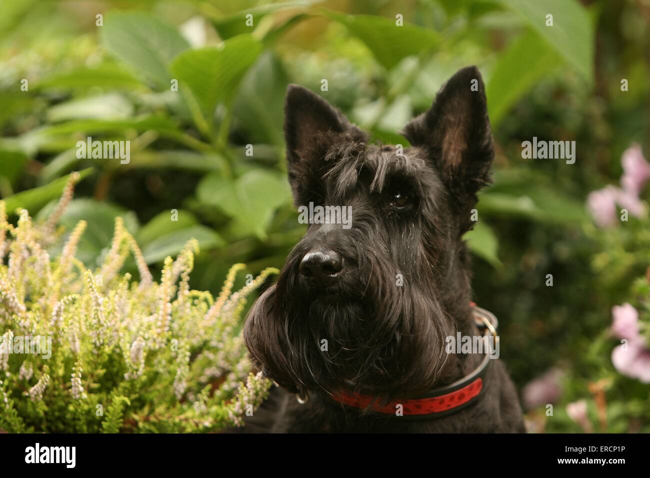 Scottish terrier hi-res stock photography and images - Alamy