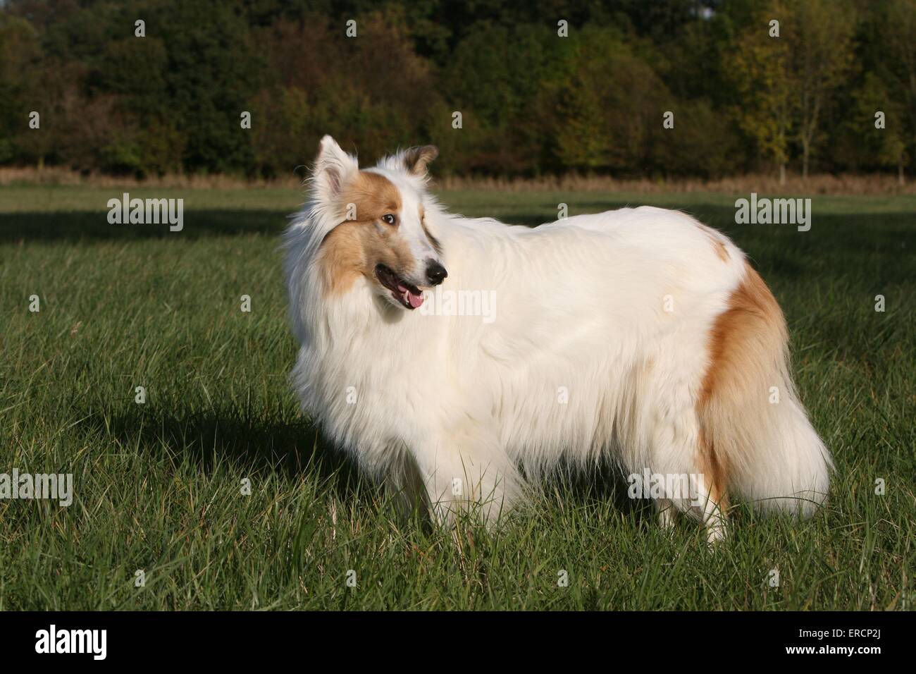 American Collie High Resolution Stock Photography and Images - Alamy