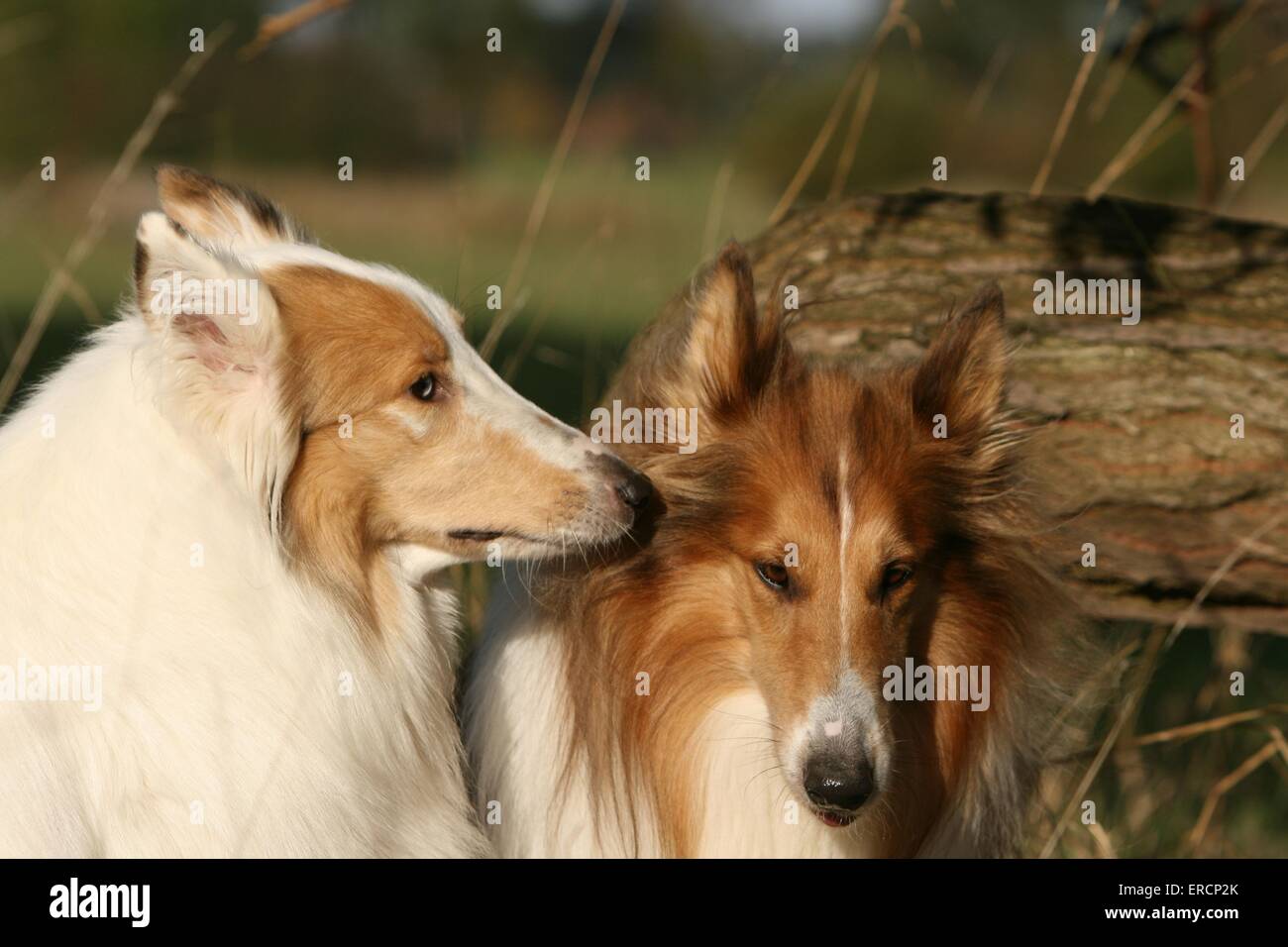 American collies hi-res stock photography and images - Alamy