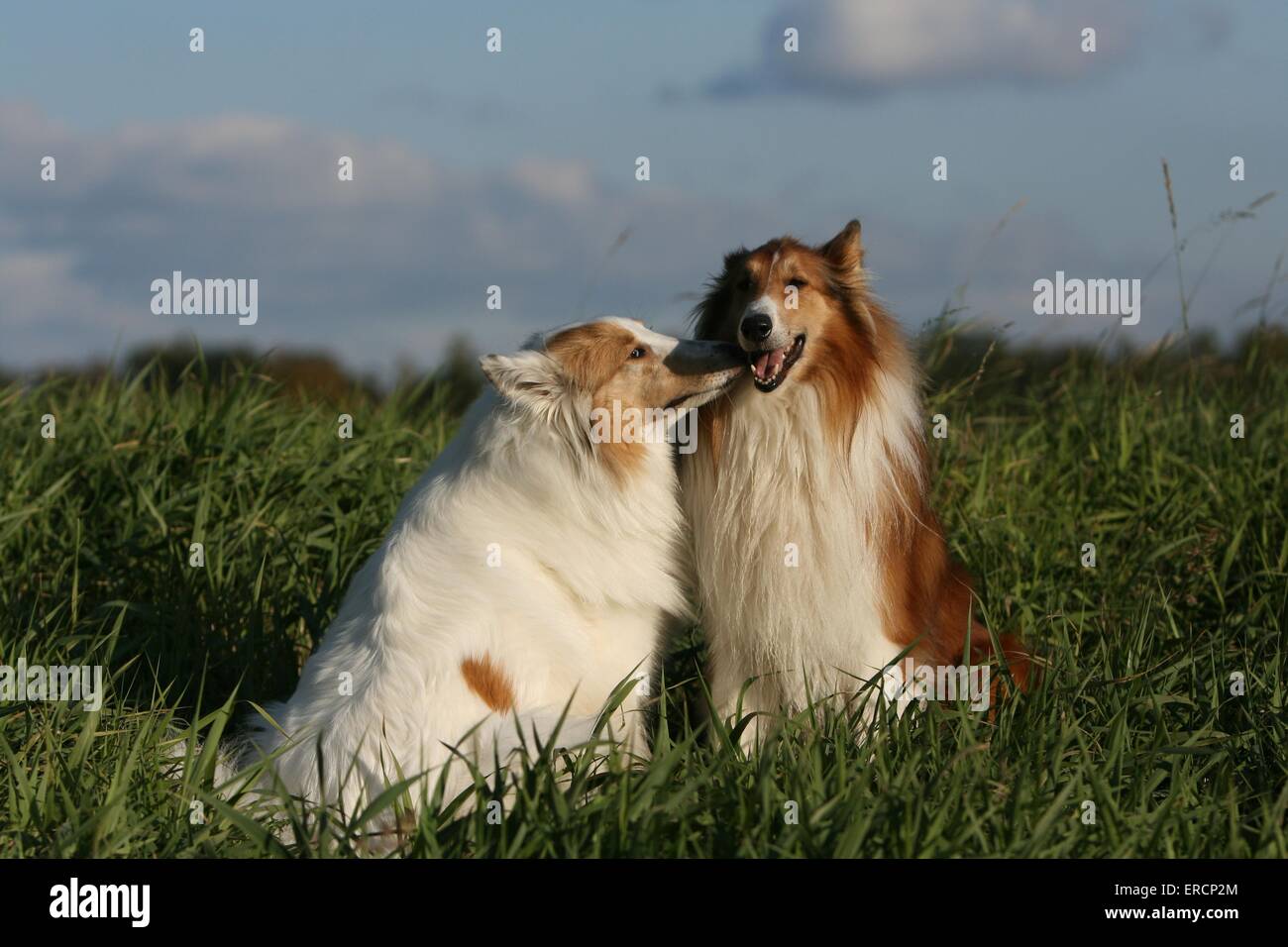 American Collies High Resolution Stock Photography and Images - Alamy