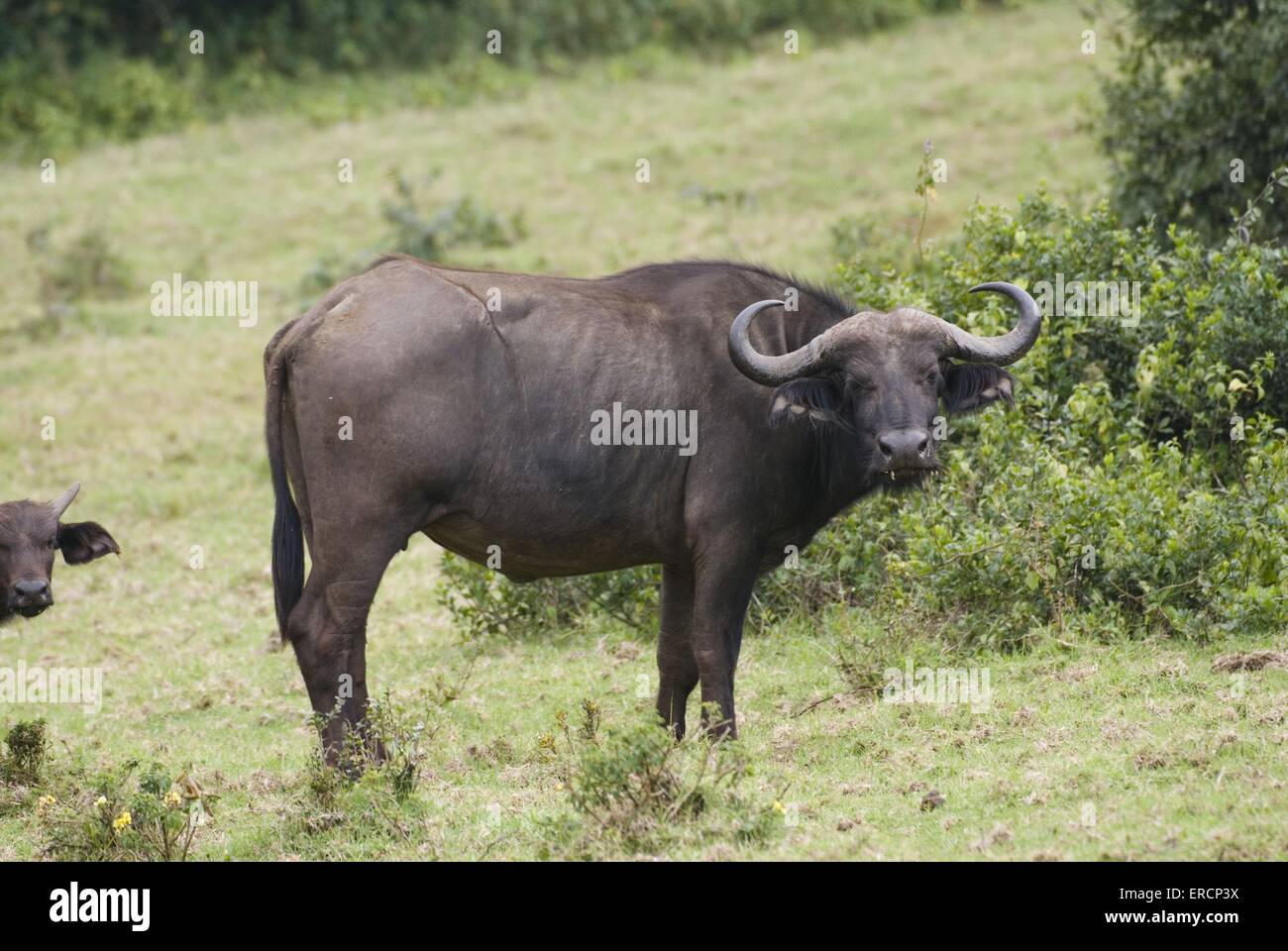 Buffalo syncerus aberdare national park hi-res stock photography and ...